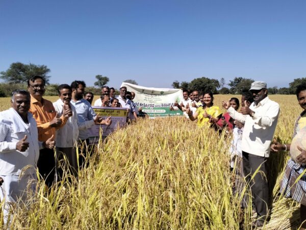 Agriculture Field Day: Red Rice Paddy variety – KMP 220 as an ...